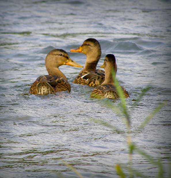 Gallery - The Upper James River Water Trail