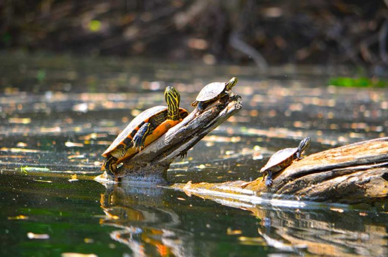 The Upper James River Water Trail - The Upper James River Water Trail
